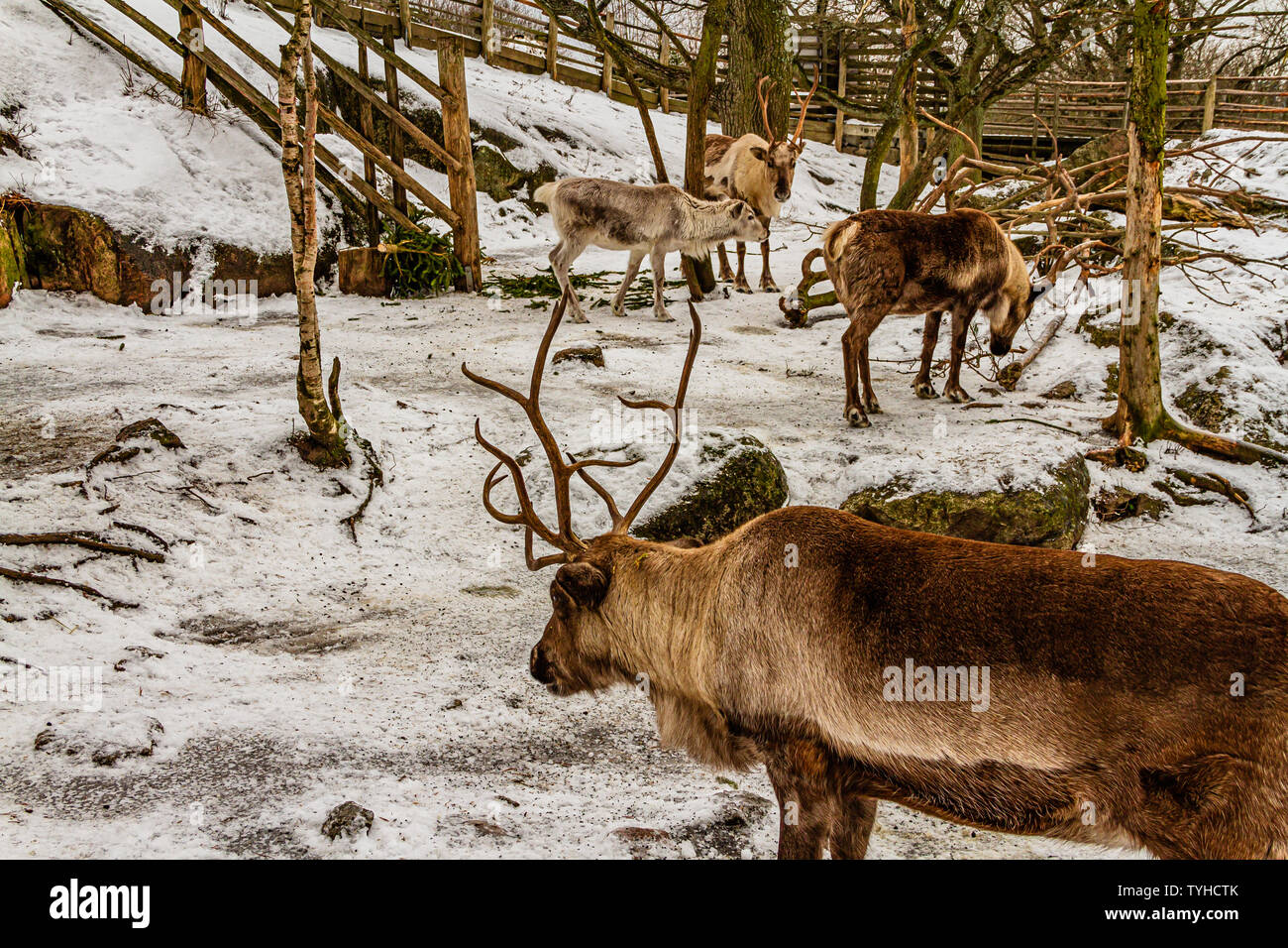 Captive reindeer in Skansen open-air museum in the snow. Stockholm ...