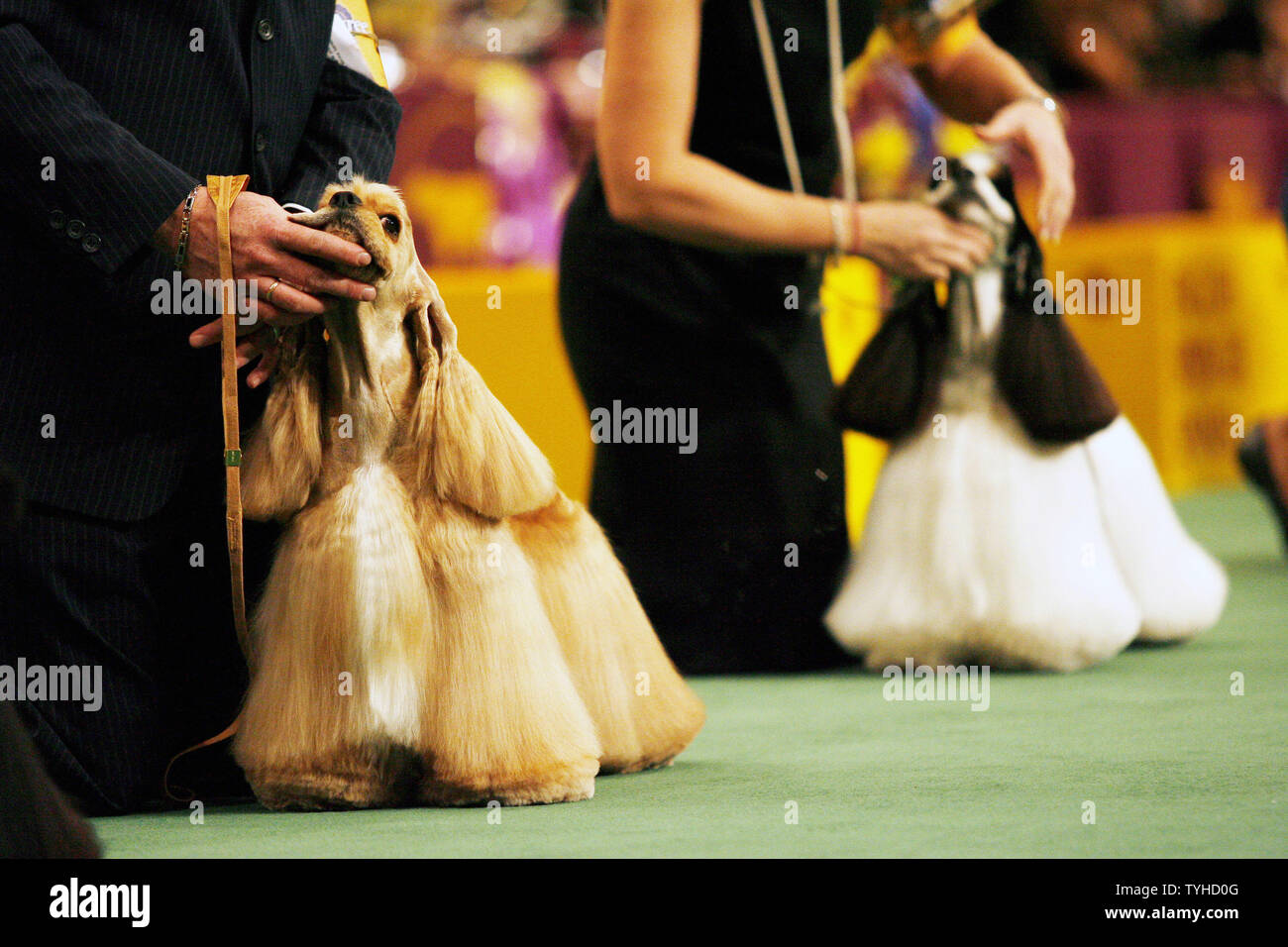 Cocker spaniel westminster dog show hi-res stock photography and images ...