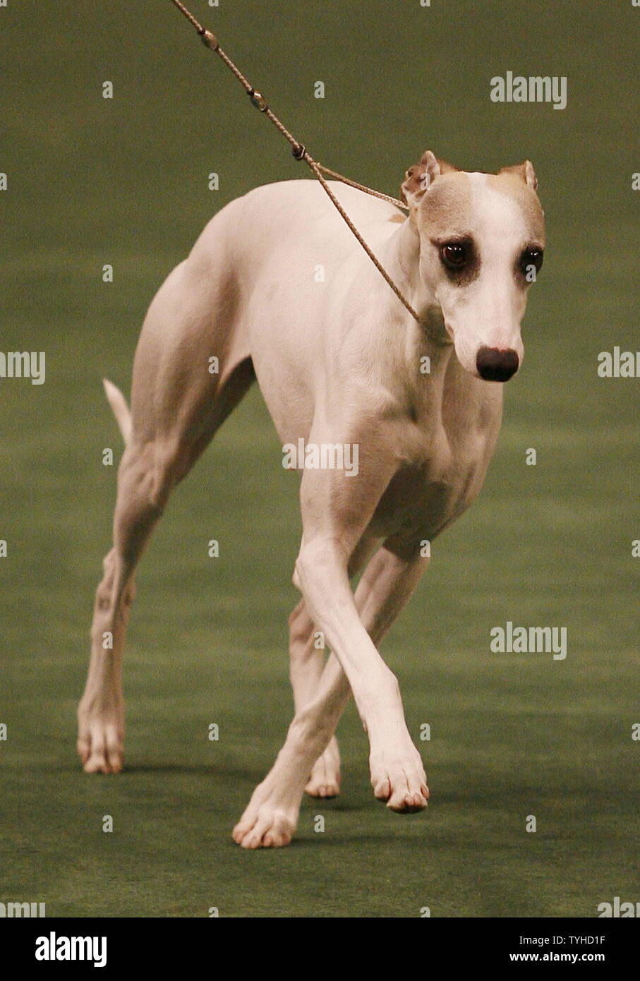 Whippet loose hi-res stock photography and images - Alamy
