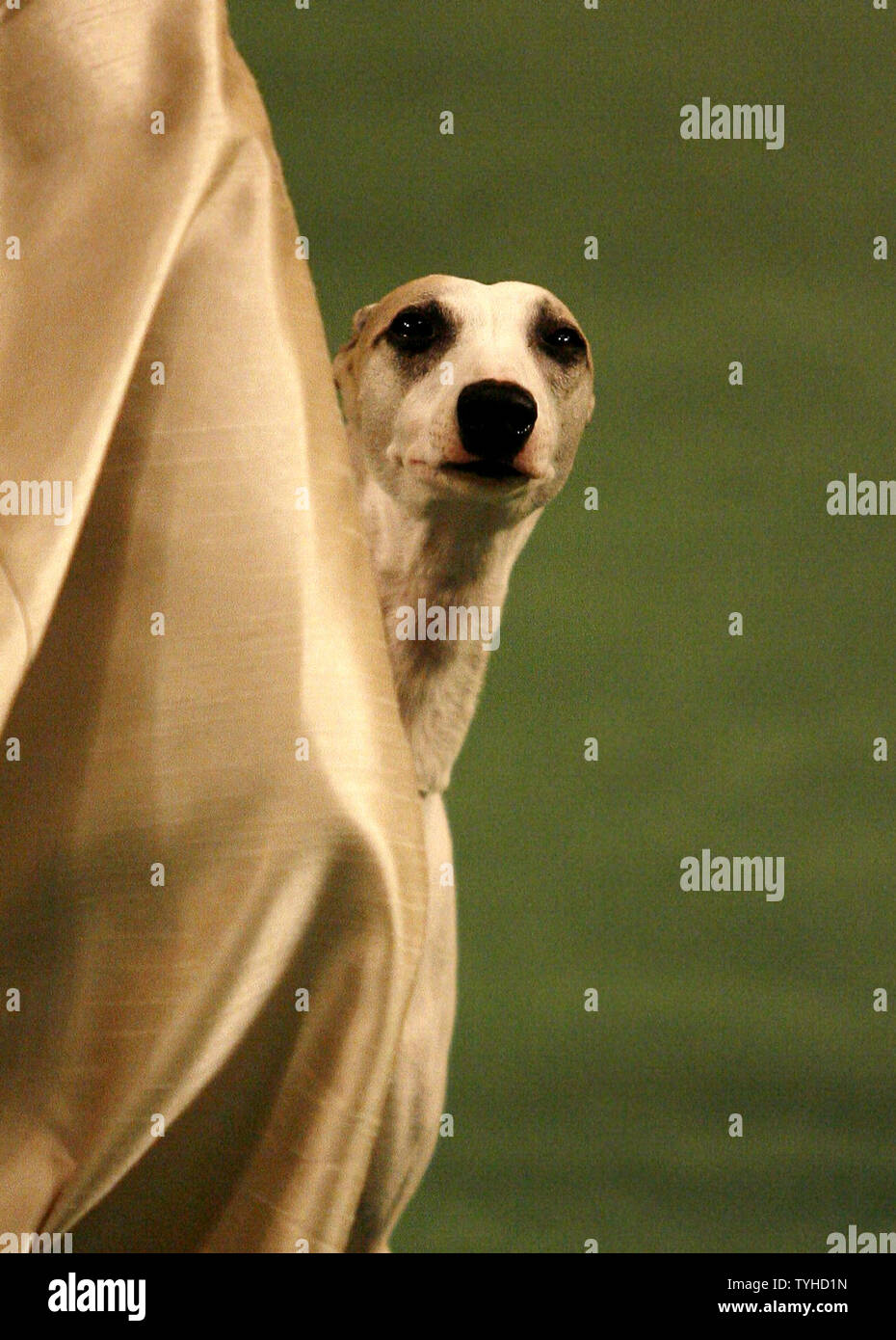 Vivi, a three-year old whippet, shown in the Westminster Kennel Club ...