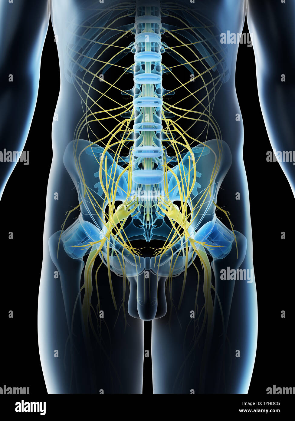 Nerves of the male pelvis hi-res stock photography and images - Alamy