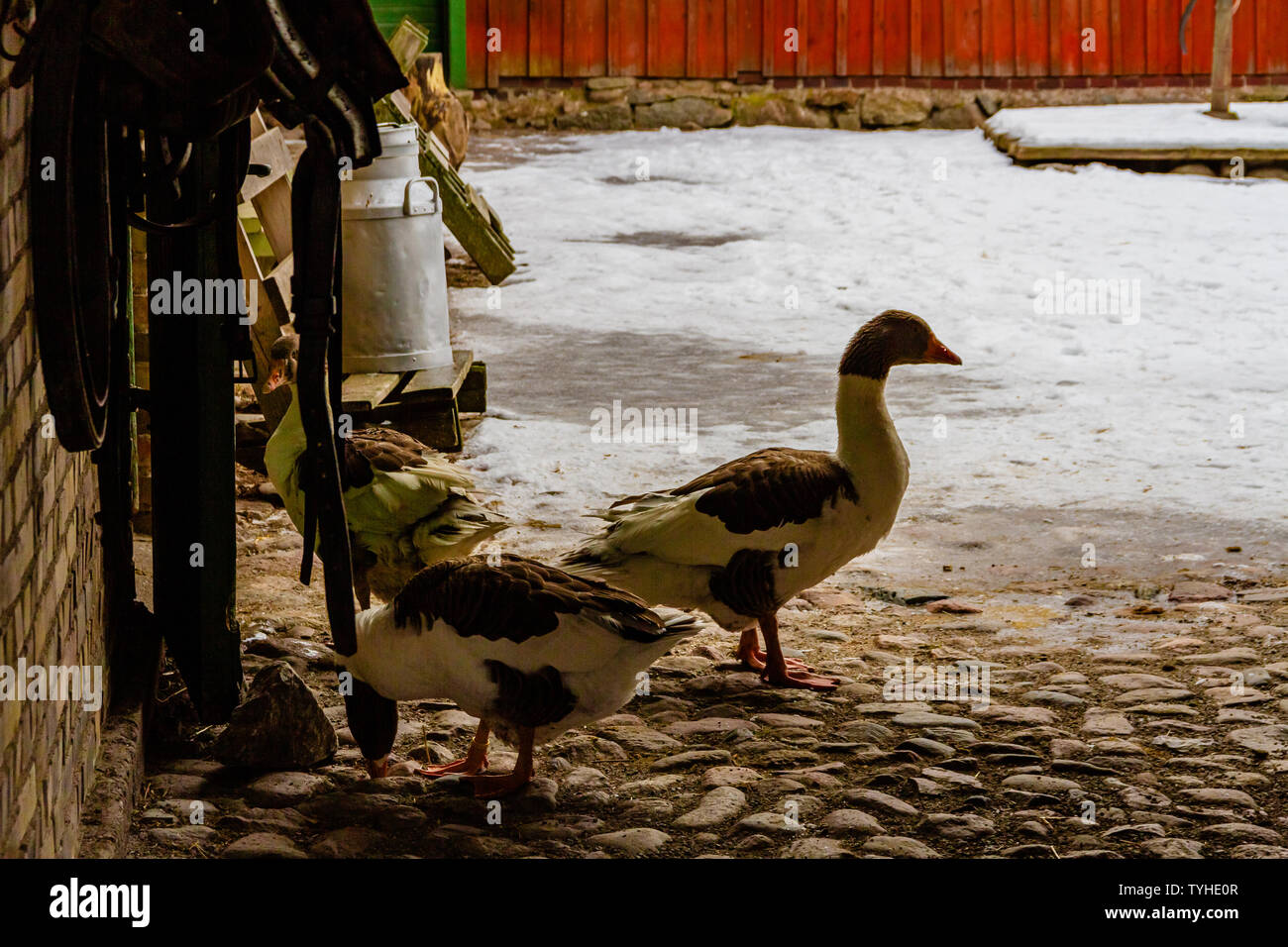 Geese in an icy traditional farmyard at Skansen open-air museum ...
