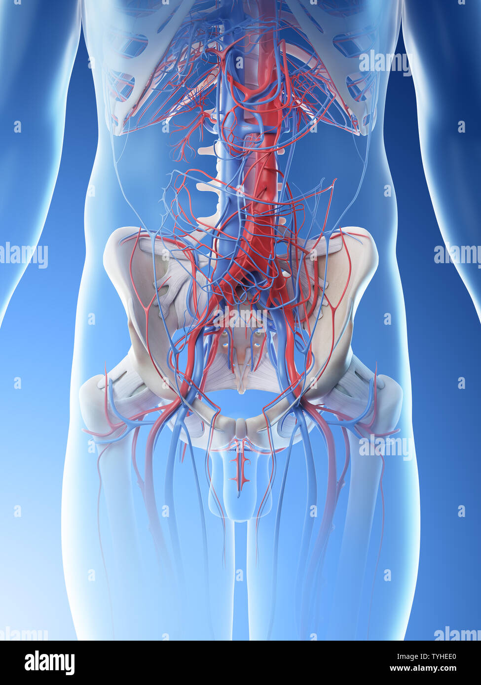 Anatomy abdominal blood vessels hi-res stock photography and images - Alamy