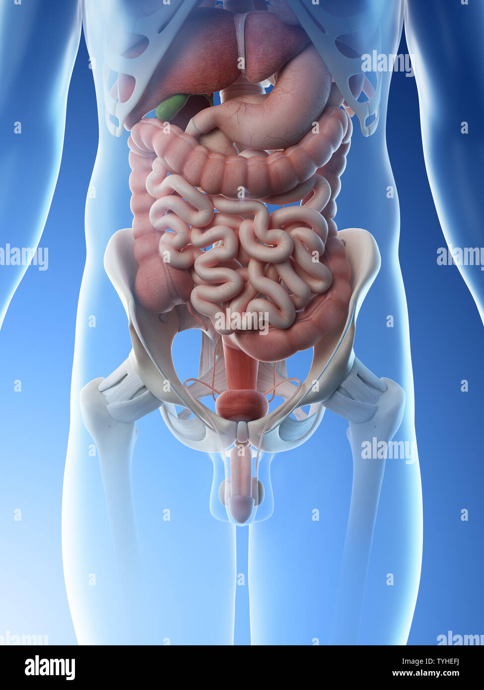 3d rendered illustration of a mans abdominal organs Stock Photo - Alamy
