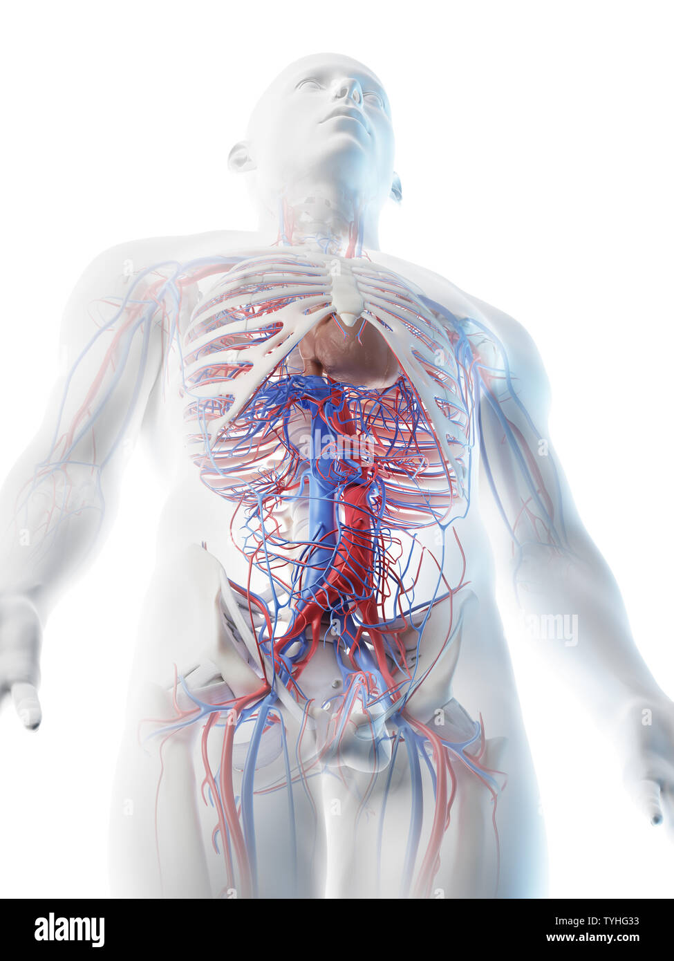 Aortic abdomen hi-res stock photography and images - Alamy