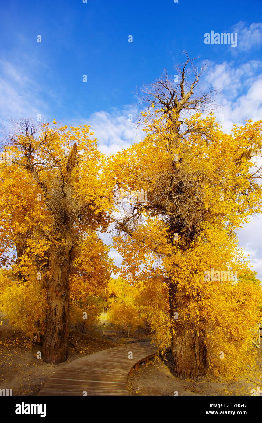 Hu poplar forest in Ejina, Inner Mongolia Stock Photo - Alamy