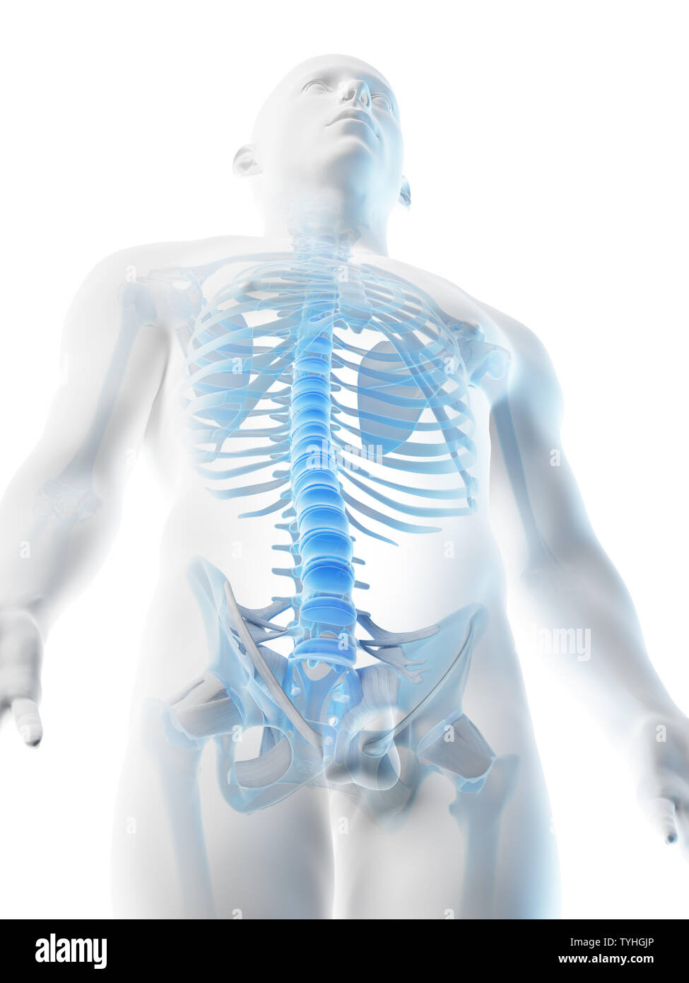 Upper body skeleton hi-res stock photography and images - Alamy