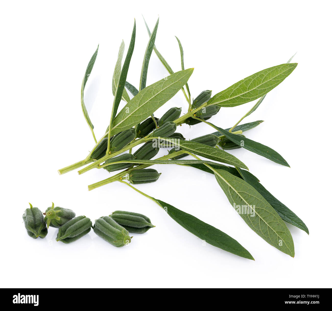 fresh sesame pods isolated on white background Stock Photo - Alamy