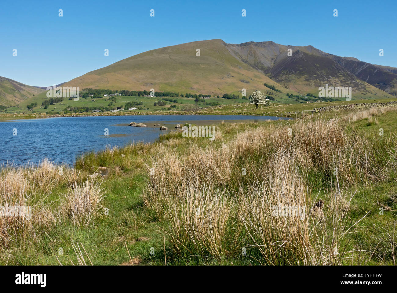 Looking across Tewet Tarn towards Blencathra near Keswick in summer ...