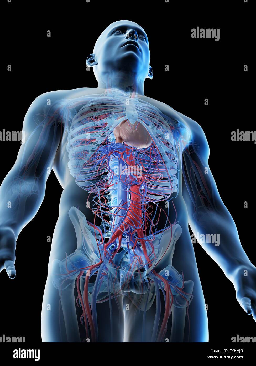 3d rendered illustration of a mans vascular system of the upper body ...