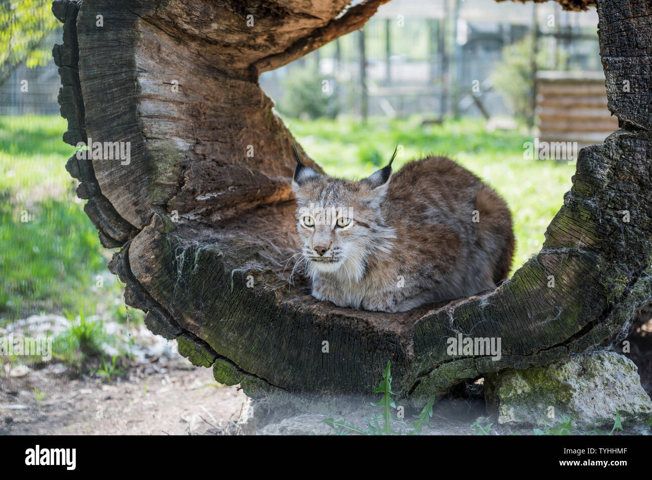 Lynx in green forest with tree trunk. Wildlife scene from nature. Sunny ...