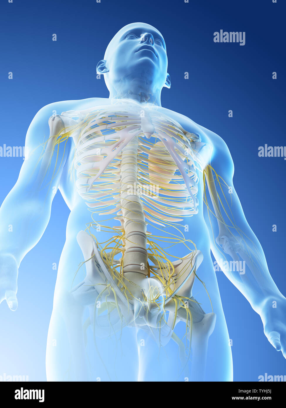 3d rendered illustration of a mans nerves of the upper body Stock Photo ...