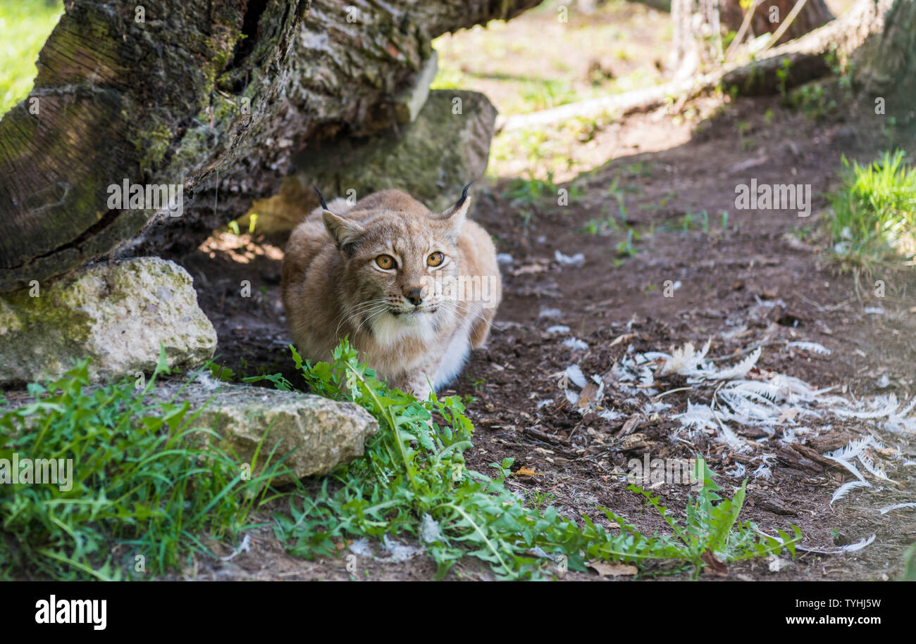 Caracal caracal tree hi-res stock photography and images - Alamy