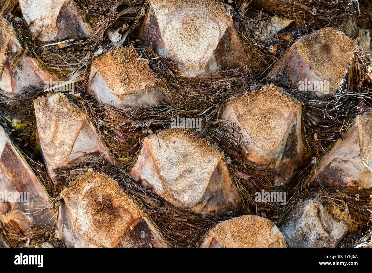 Palm Tree Trunk Pattern