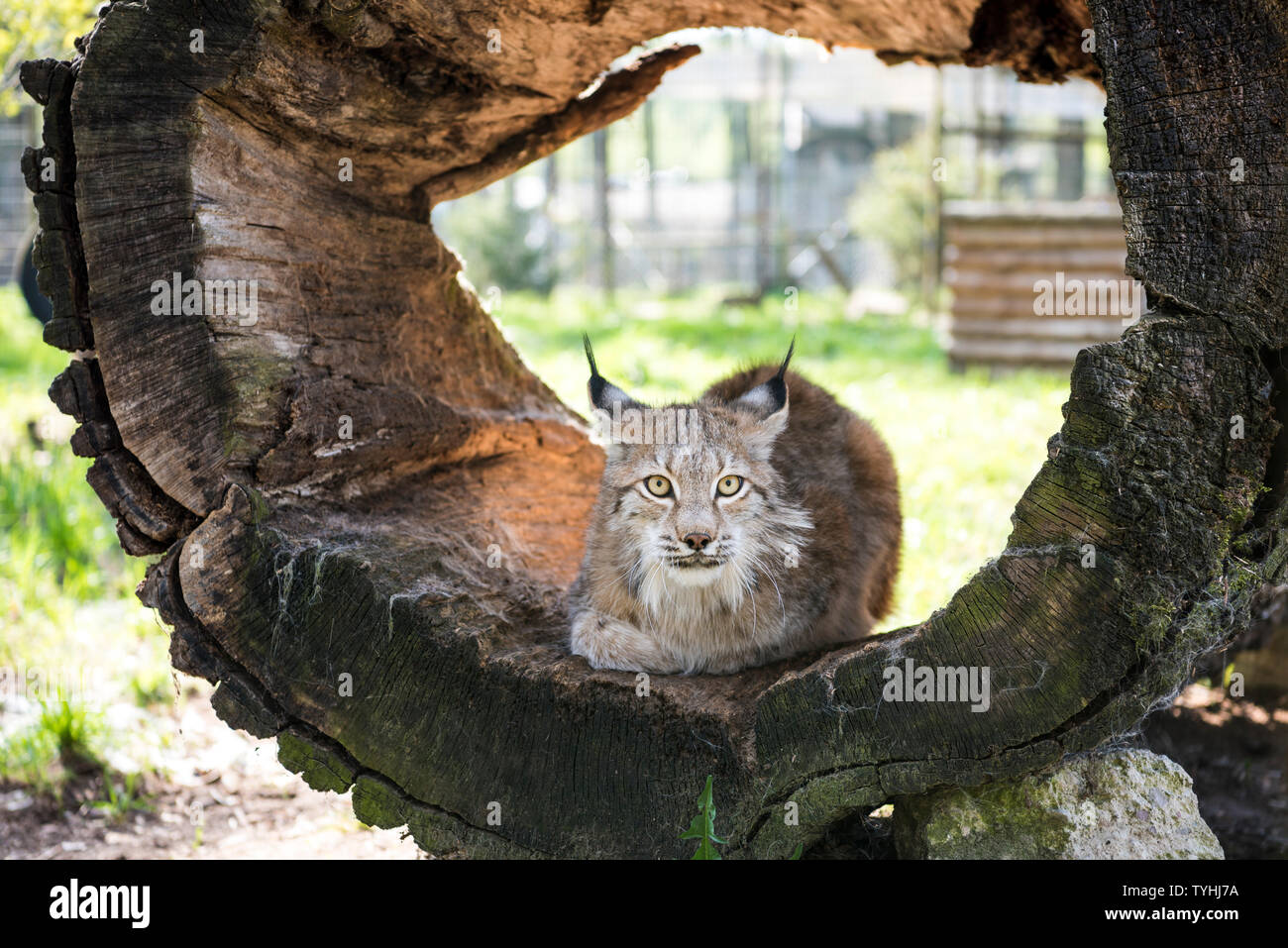 Lynx in green forest with tree trunk. Wildlife scene from nature. Sunny ...