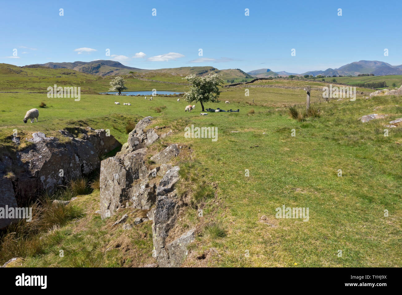 Walking to Tewet Tarn near Keswick in summer Lake District National ...