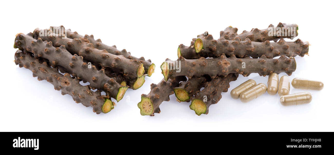 Tinospora Cordifolia isolated on white background Stock Photo - Alamy