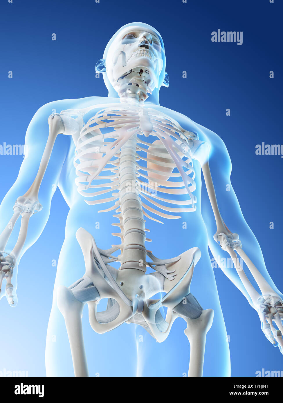 Upper body skeleton hi-res stock photography and images - Alamy