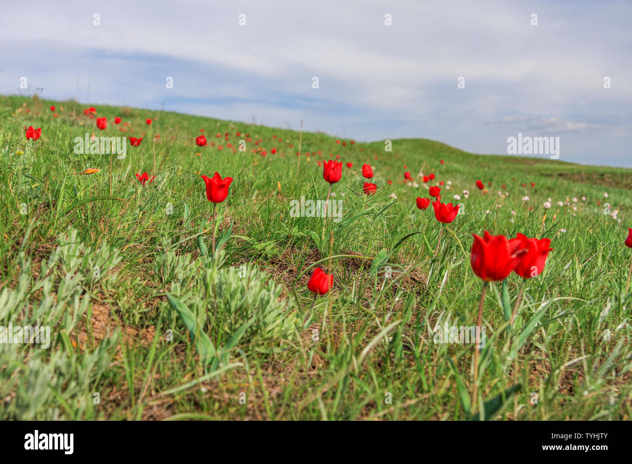 The picturesque spring flowering of wild dwarf tulips in the Kalmyk ...