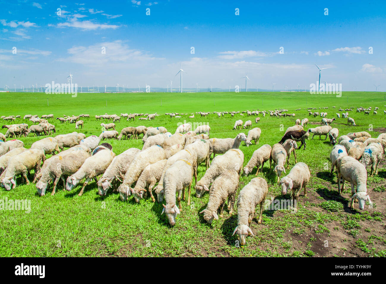 Prairie sheep hi-res stock photography and images - Alamy