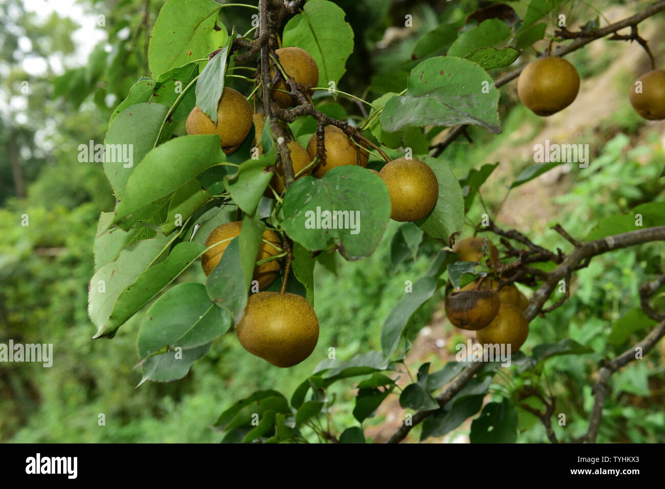 Pears development hi-res stock photography and images - Alamy