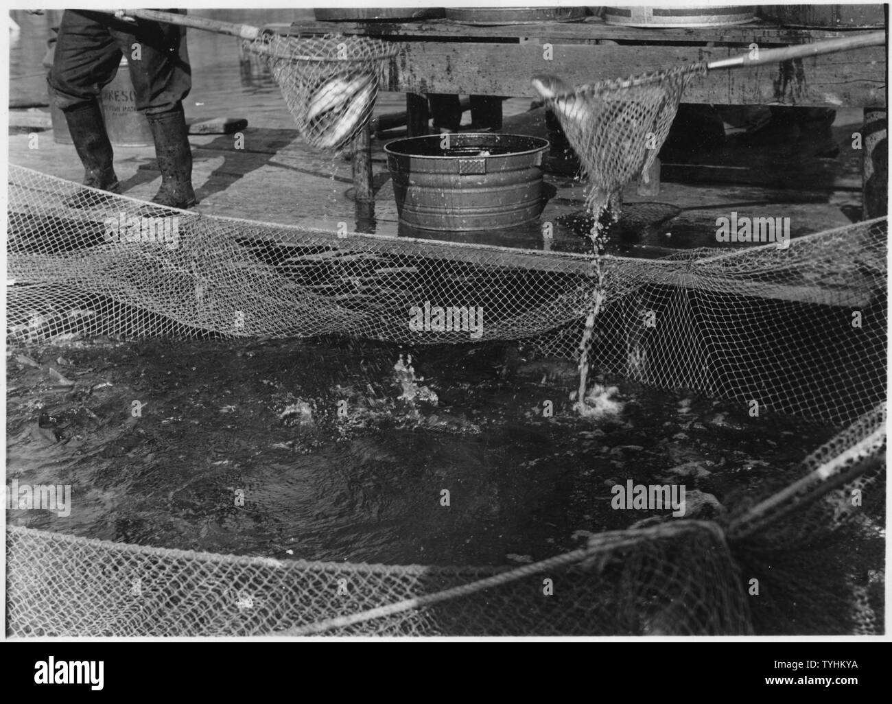 Removing fish from net with a smaller net Stock Photo - Alamy