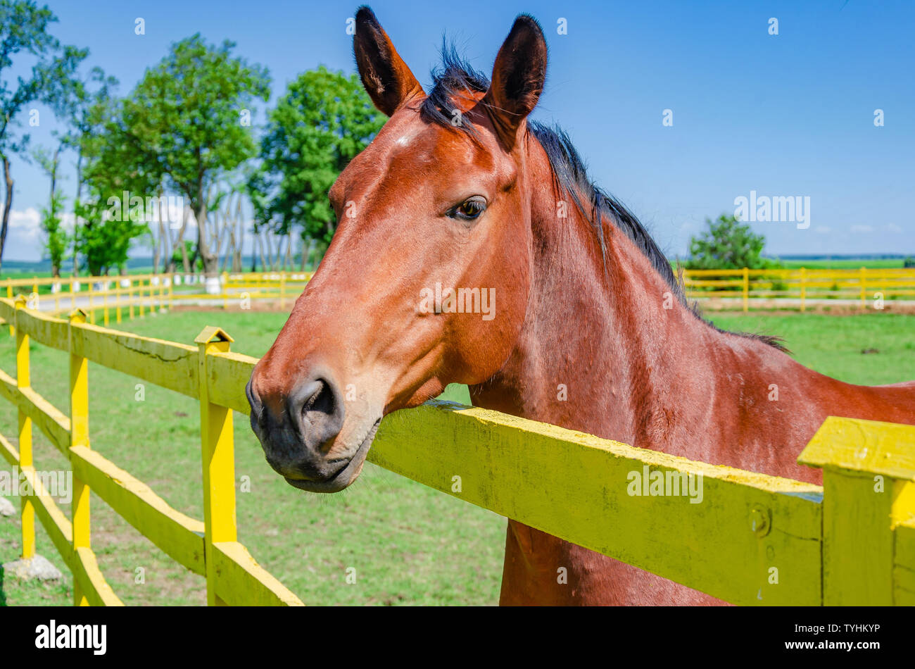 Close up yellow mare horse hi-res stock photography and images - Alamy