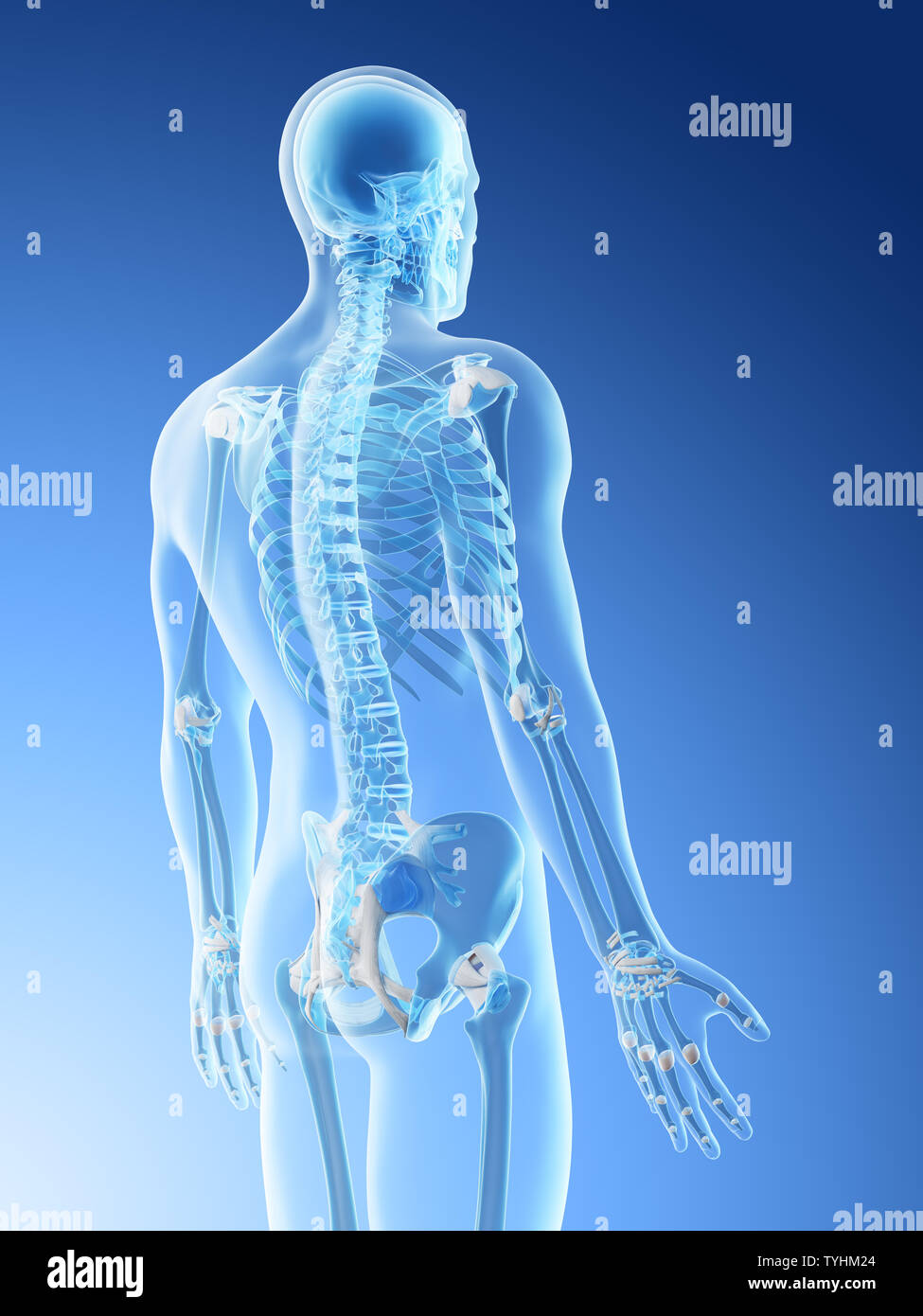 3d rendered illustration of a mans skeletal back Stock Photo - Alamy