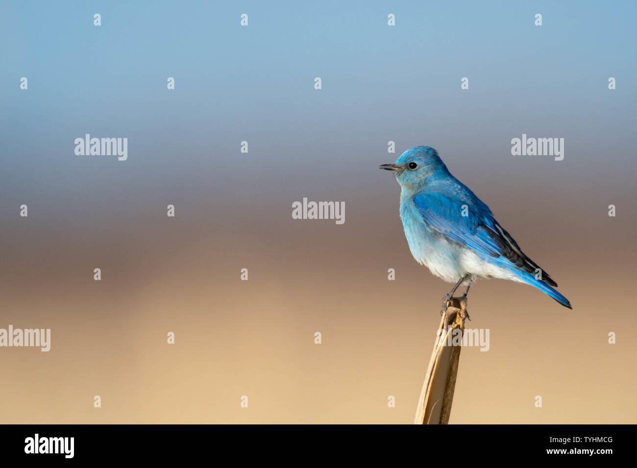 Mountain Bluebird, (Sialia currucoides), Bernardo Waterfowl Management ...