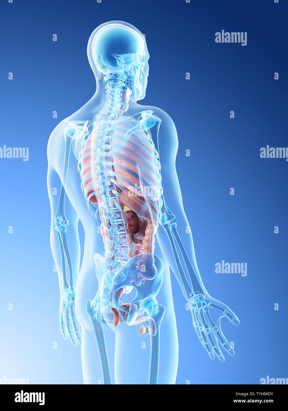 3d rendered illustration of a mans organs Stock Photo - Alamy