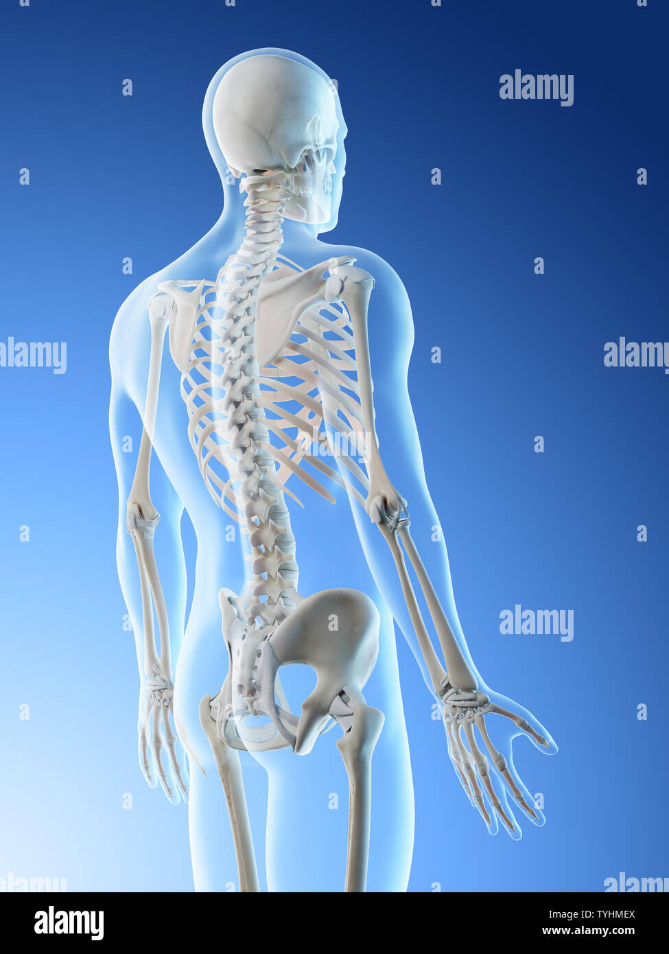 3d rendered illustration of a mans skeletal back Stock Photo - Alamy