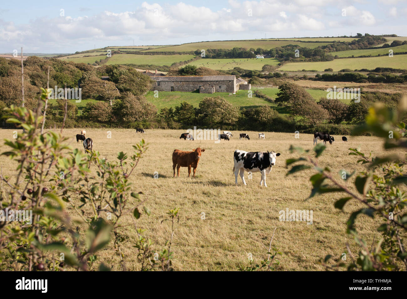 Cattle grazing in Field Cornwall uk Stock Photo - Alamy