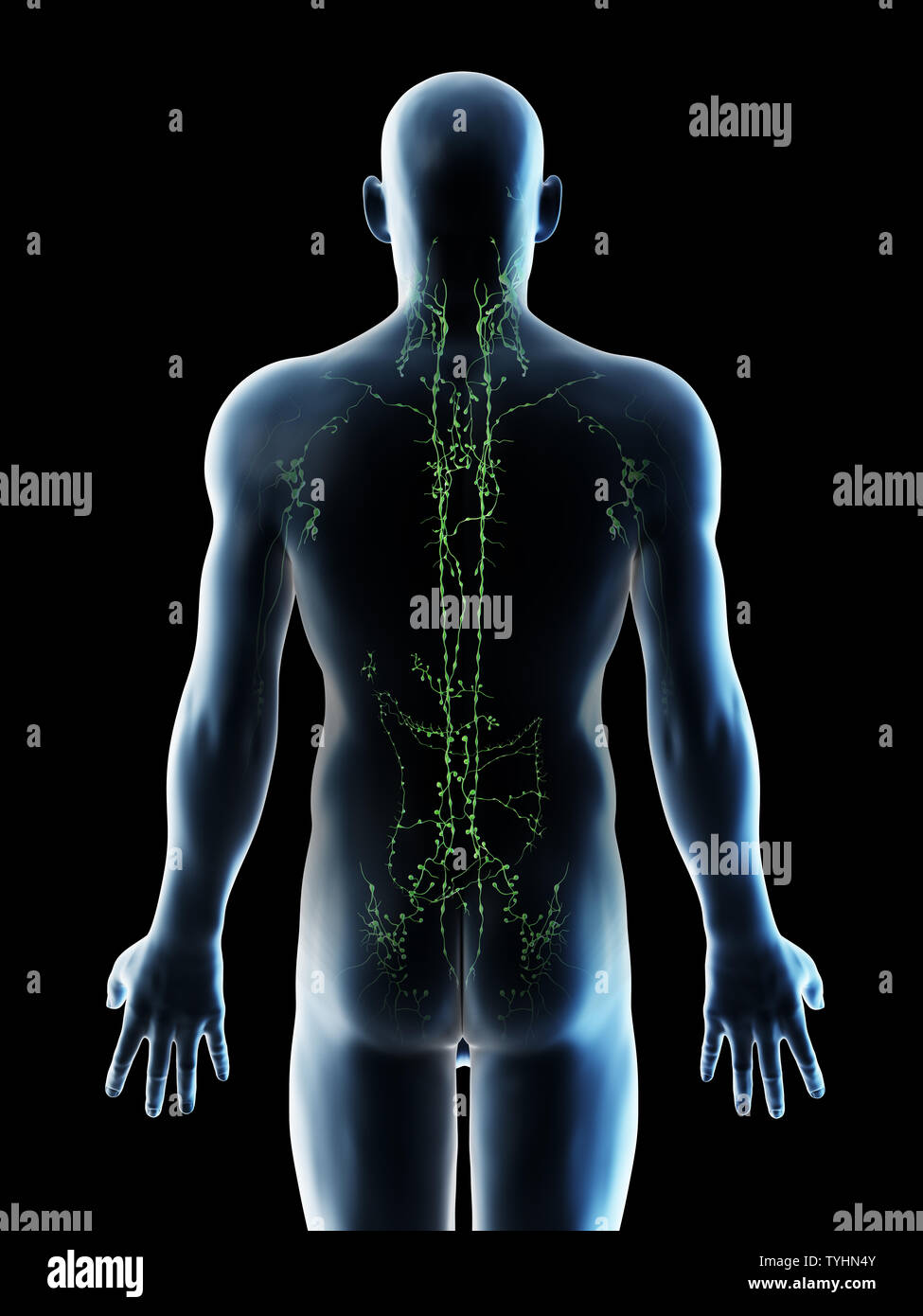 Lymphatic system of the upper body hi-res stock photography and images ...