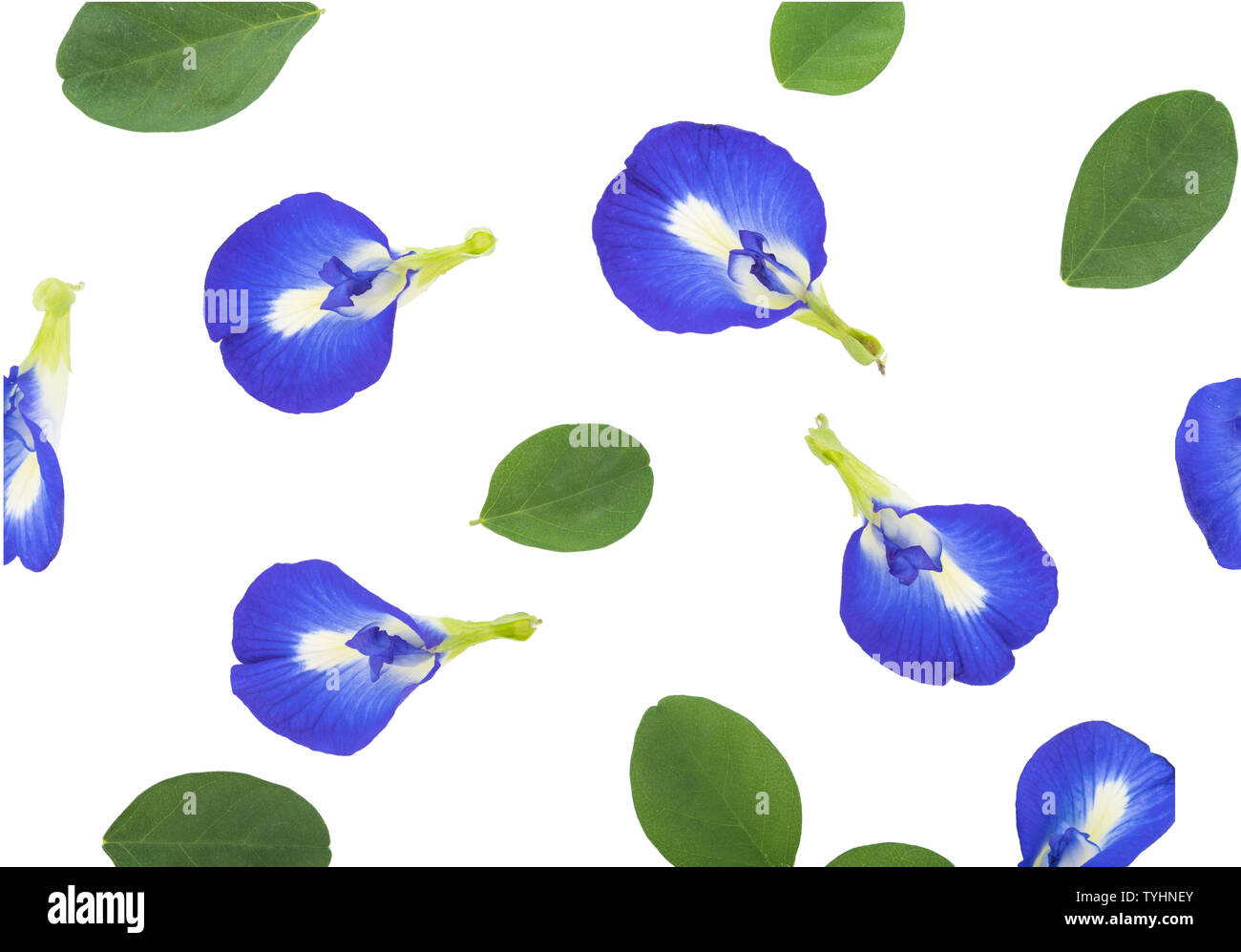 blue pea flowers on white background Stock Photo - Alamy