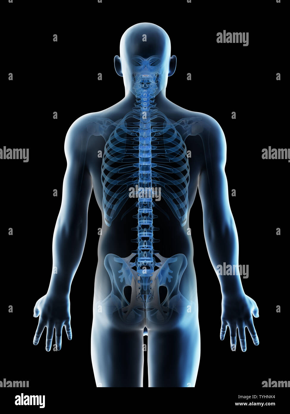 3d rendered illustration of a mans skeletal back Stock Photo - Alamy