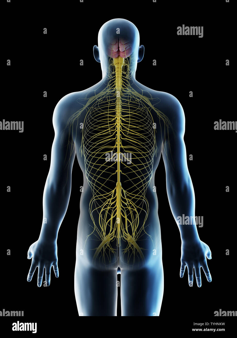 3d rendered illustration of a mans nerves of the back Stock Photo - Alamy