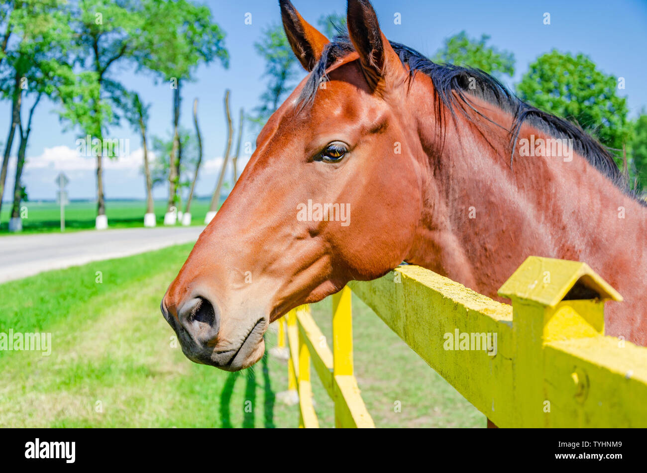 Close up yellow mare horse hi-res stock photography and images - Alamy
