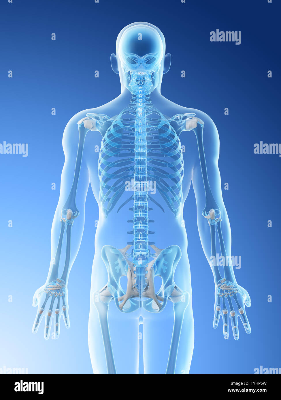 3d rendered illustration of a mans skeletal back Stock Photo - Alamy