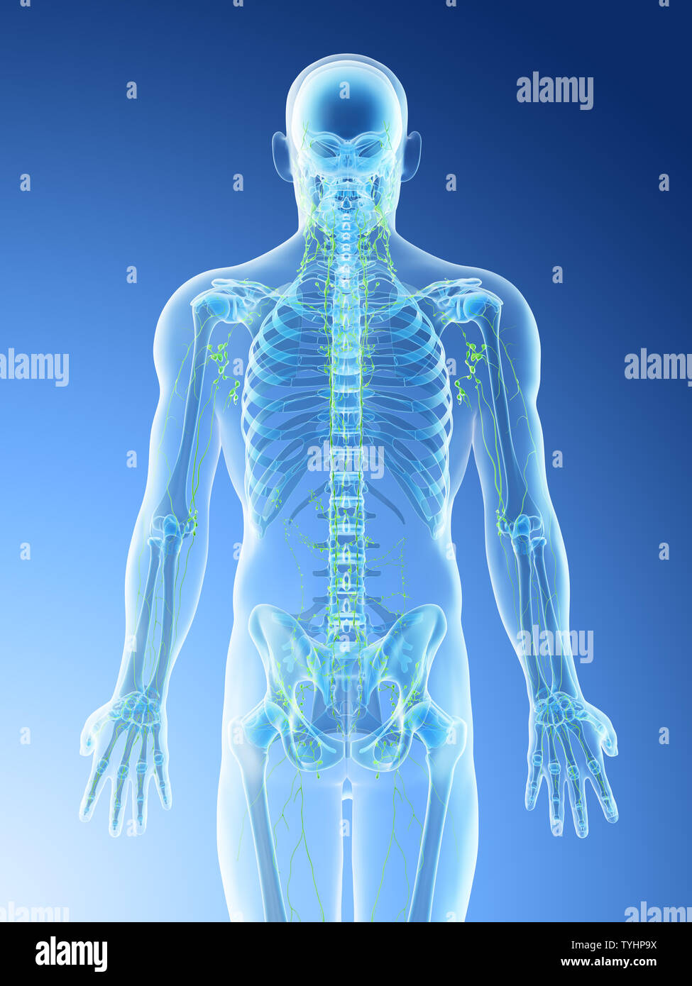 3d rendered illustration of a mans skeletal back Stock Photo - Alamy