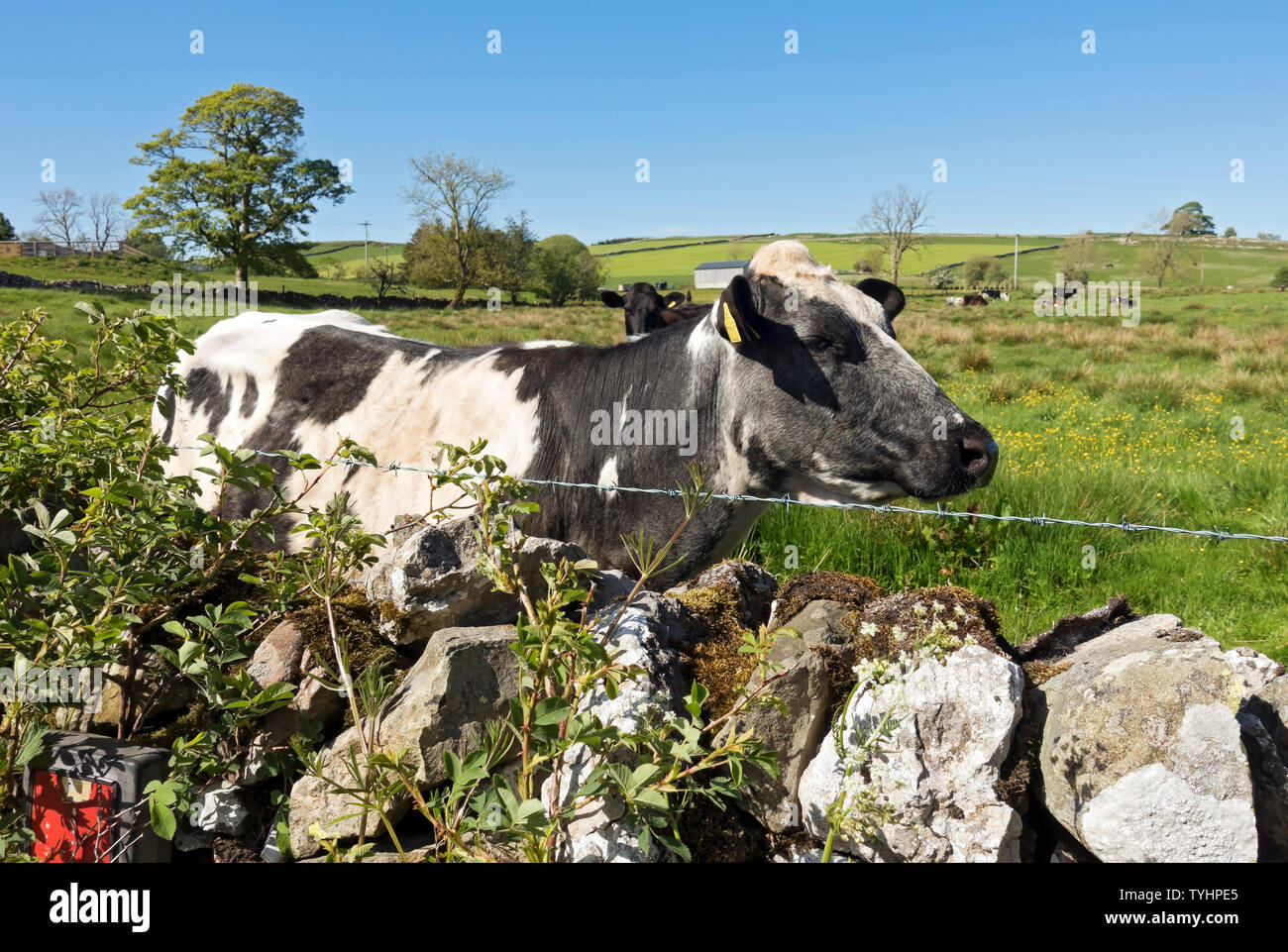 Close up of cow cattle cows in a field in summer Cumbria England UK ...