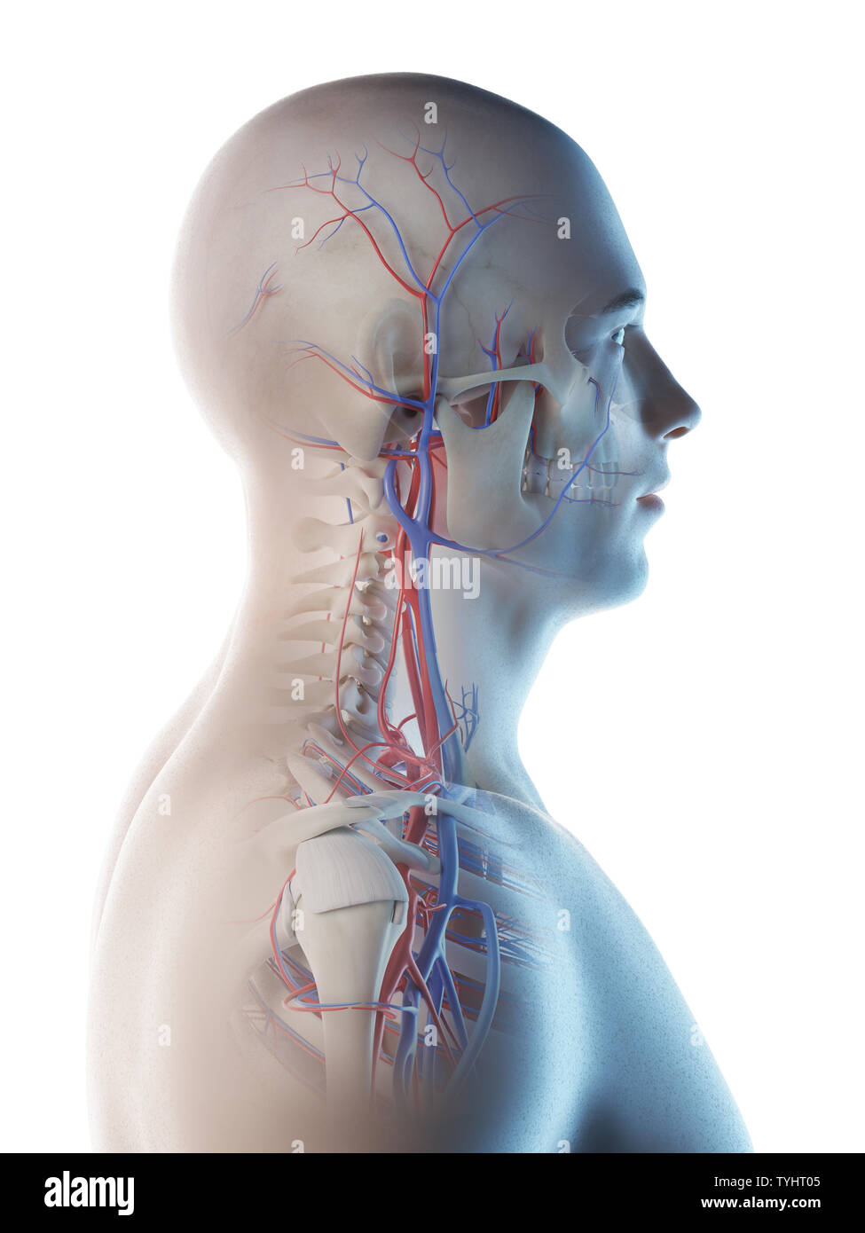 3d rendered illustration of a mans vascular system of the head and neck ...