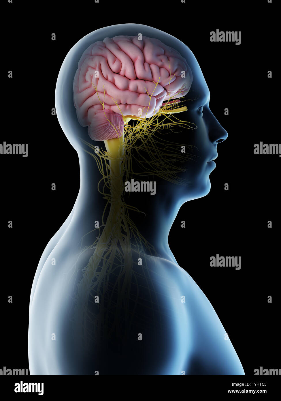 3d rendered illustration of a mans brain Stock Photo - Alamy