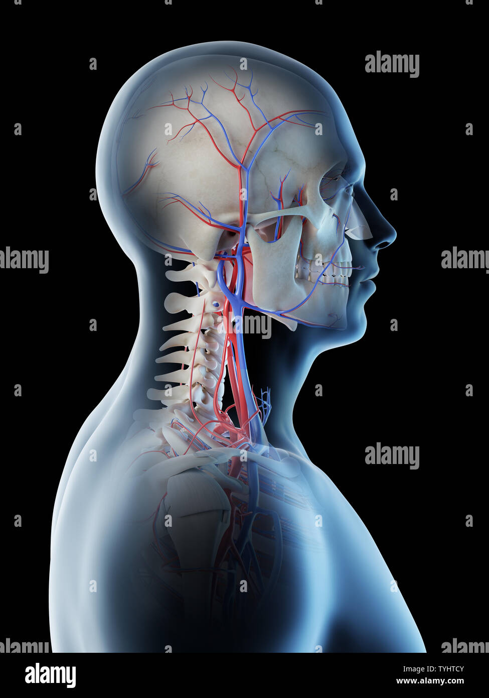 3d rendered illustration of a mans vascular system of the head and neck ...
