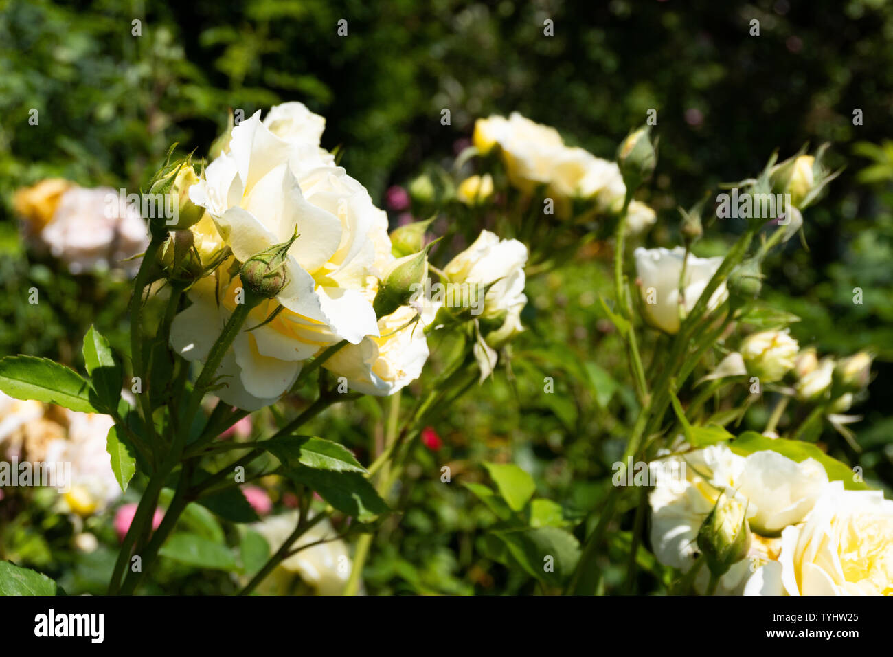 Pretty flower heads hi-res stock photography and images - Alamy