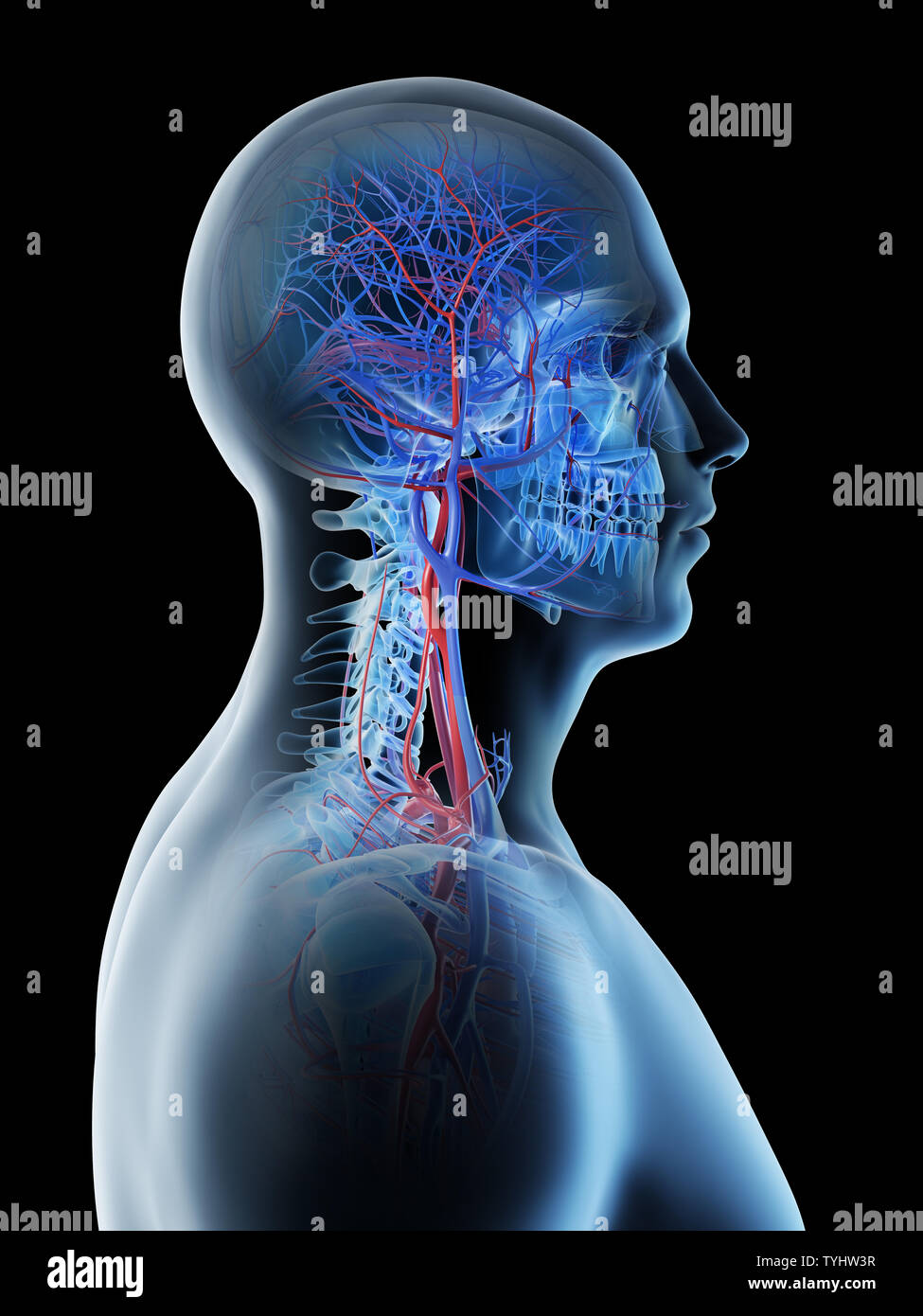 3d rendered illustration of a mans vascular system of the head and neck ...