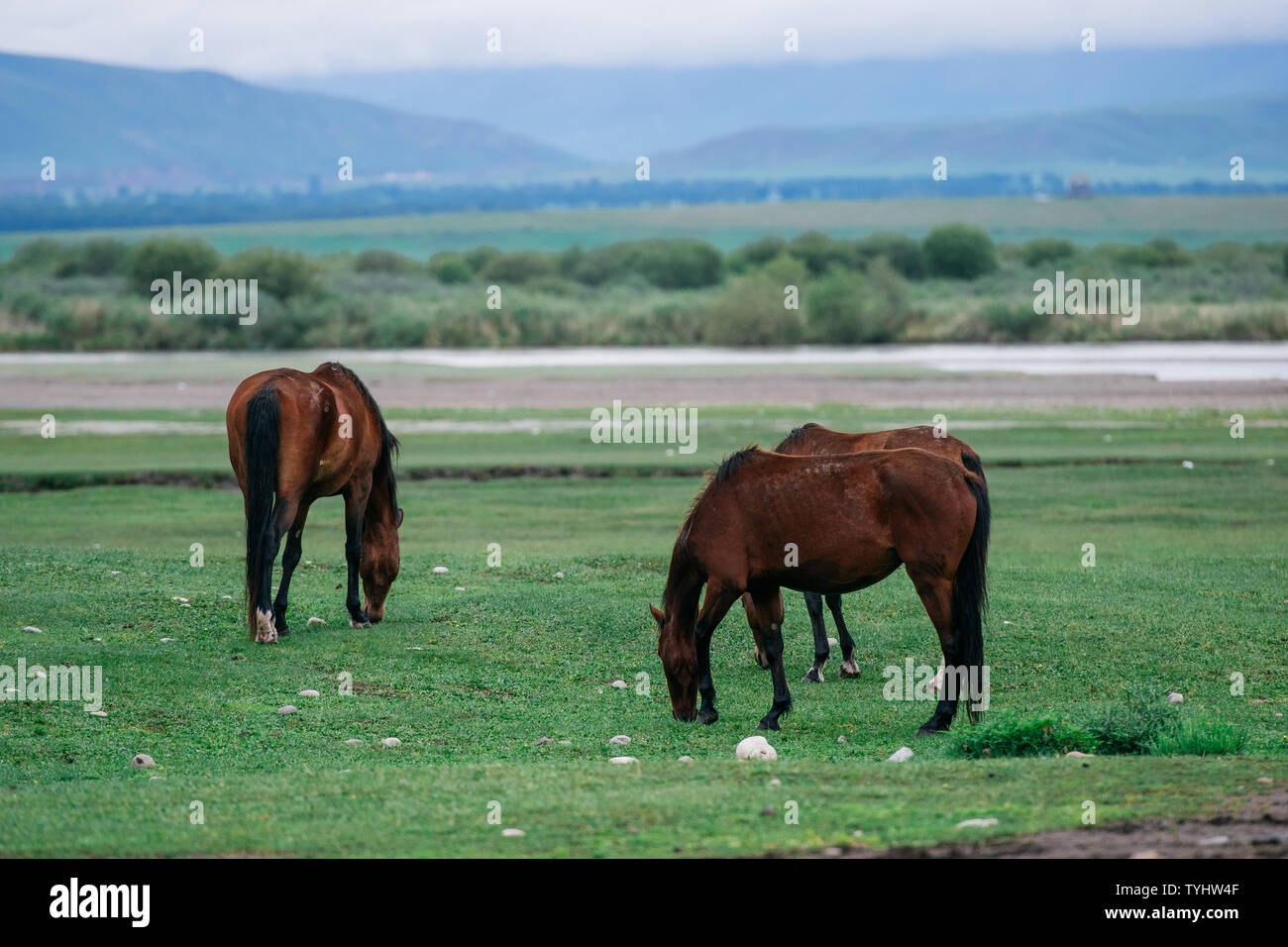 Leisurely grazing horses on the prairie Stock Photo - Alamy