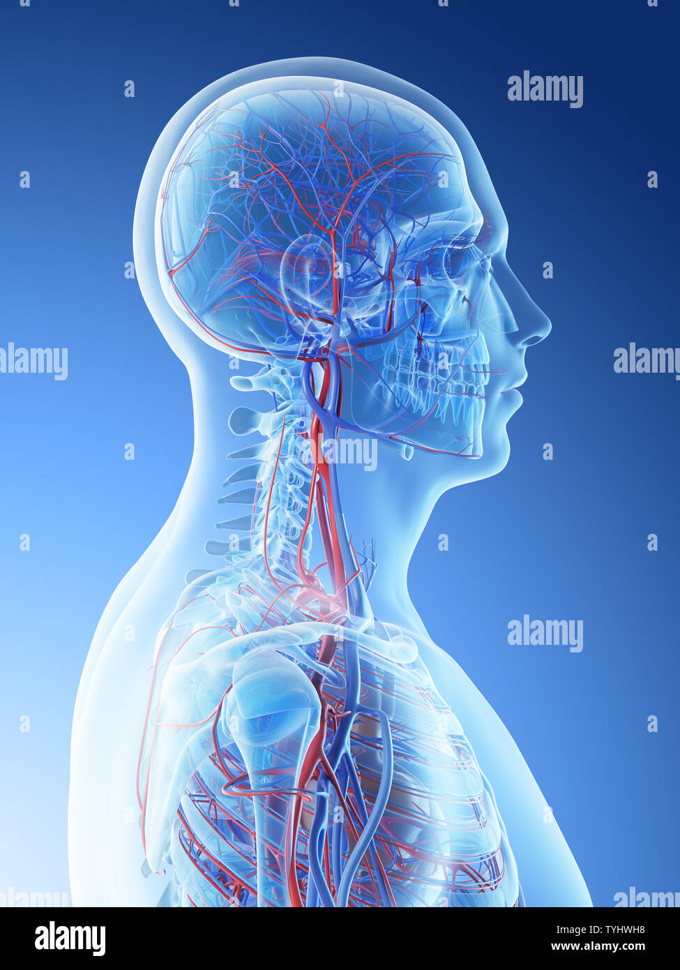 3d rendered illustration of a mans vascular system of the head and neck ...