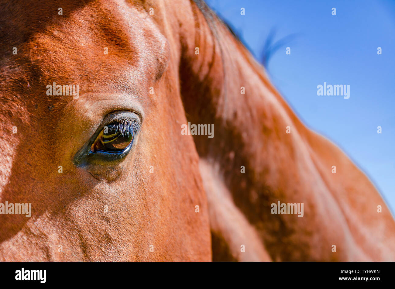 Eye of the horse red color close up Stock Photo - Alamy