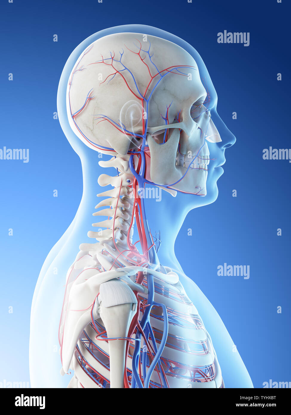 3d rendered illustration of a mans vascular system of the head and neck ...