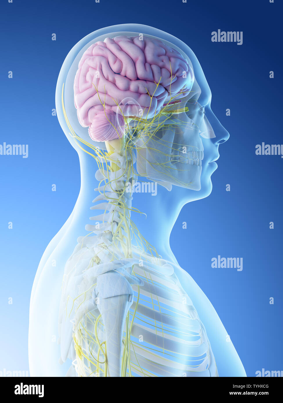 3d rendered illustration of a mans brain Stock Photo - Alamy